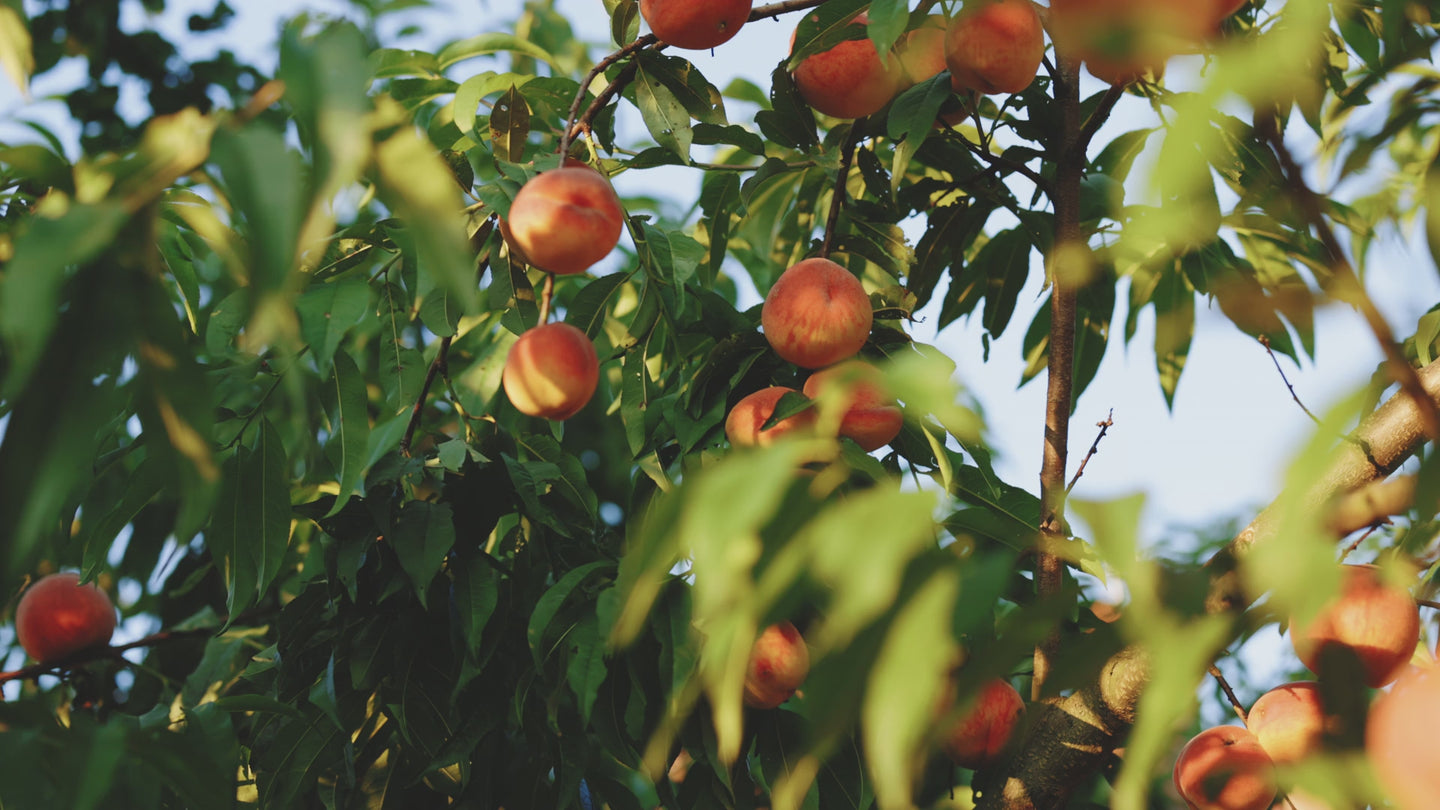 The Peach Truck - Fresh Peaches for Home Delivery or Local Pickup